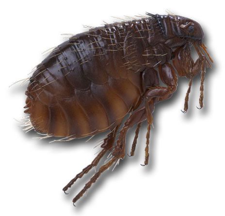 Fleas - Quick Kill